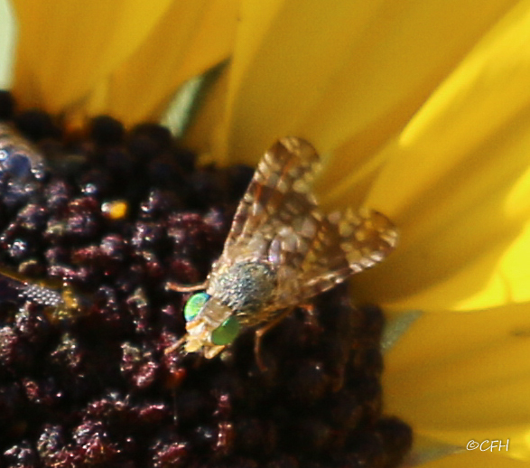Sunflower Seed Maggot from South Side San E Lagoon on May 01, 2023 at ...
