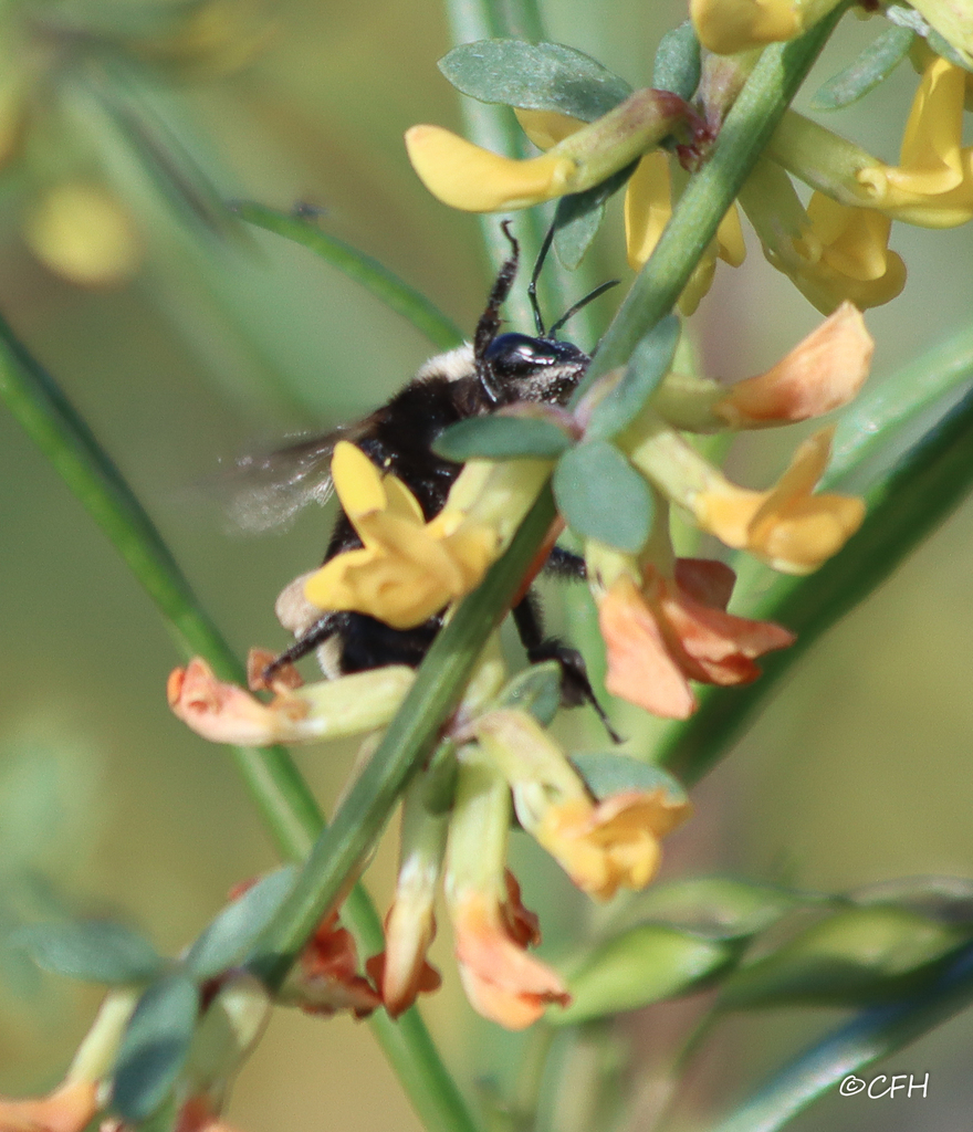 Bumble Bees from South Side San E Lagoon on May 01, 2023 at 04:53 PM by ...