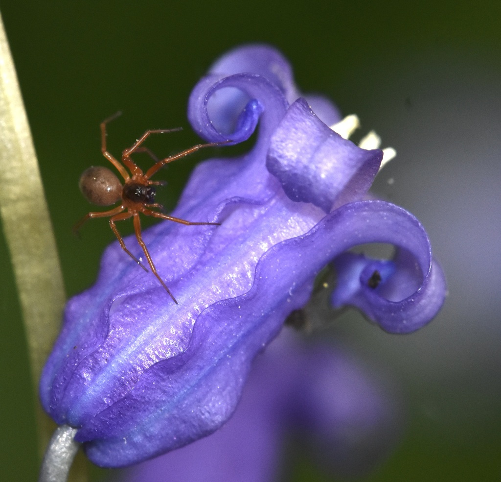 Dwarf Spiders from Auderghem, Belgique on May 06, 2023 by Axel ...