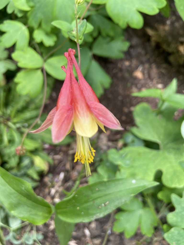 red columbine from Washington University in St. Louis, Saint Louis, MO ...