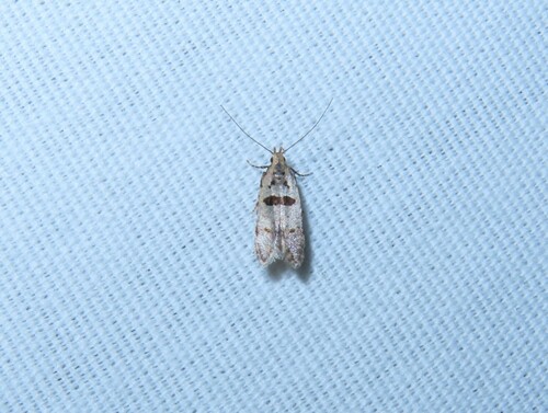 Observações de centratex · BioDiversity4All