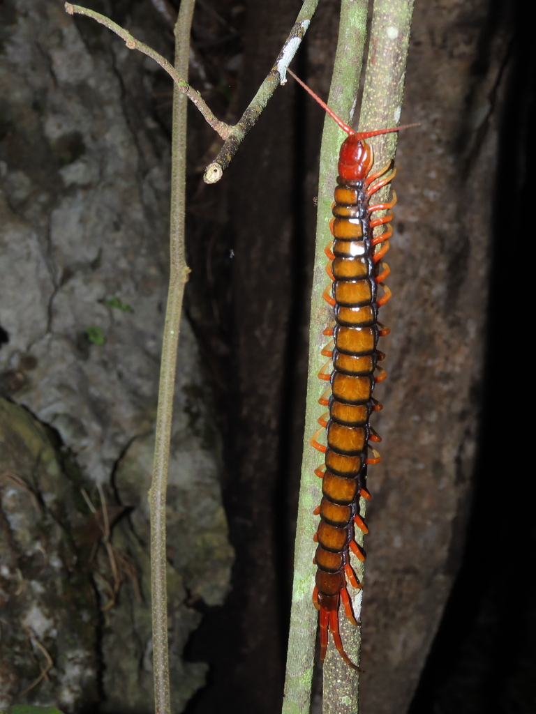Pacific Giant Centipede from Gunung Kidul Regency, Special Region of ...