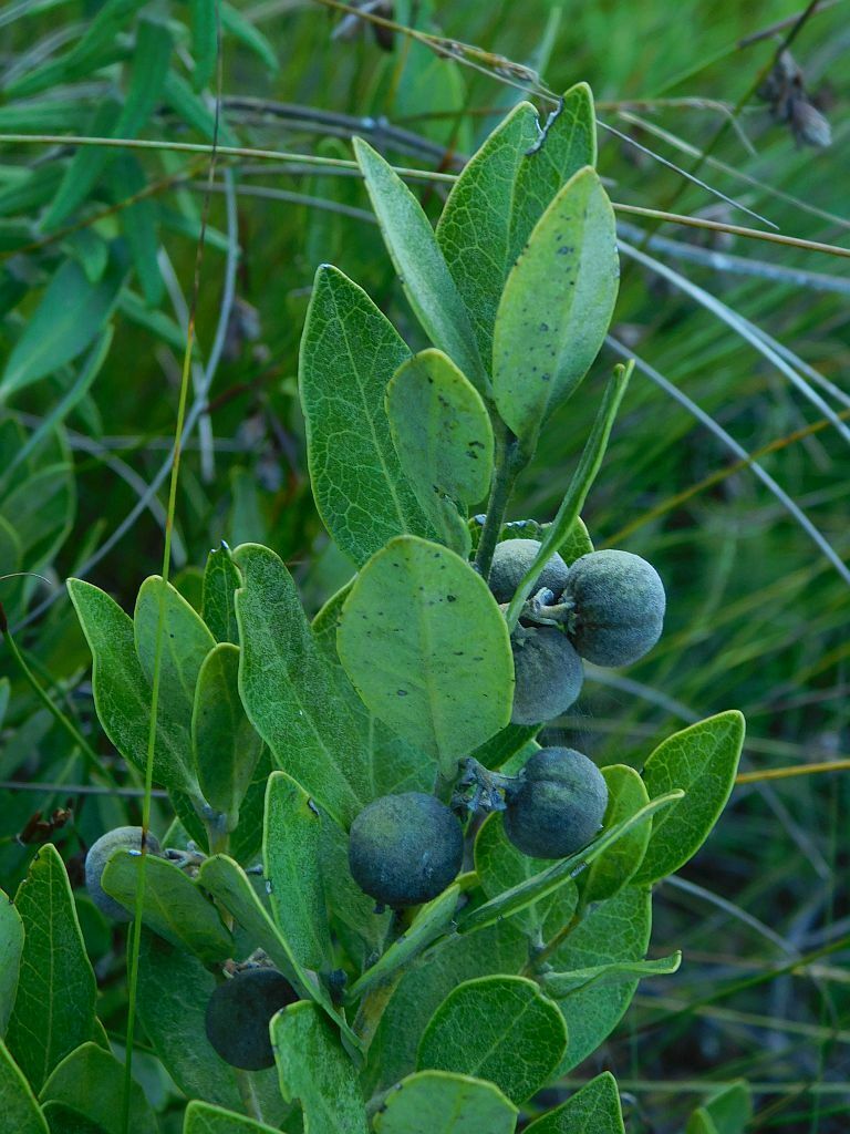 Baboon Guarri from Chicken Rock Greyton, 7233, South Africa on April 30 ...