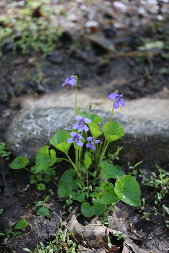 marsh blue violet from Ellington, CT, USA on May 6, 2023 at 08:32 AM by ...