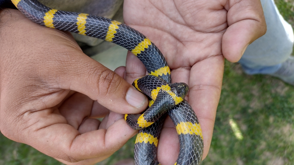 Terrestrial Snail Sucker from CAMPAMENTO EL CEDRAL on April 27, 2023 at ...