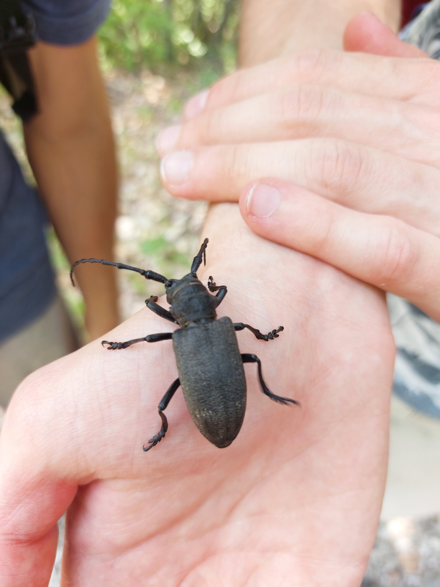 Lamia textor (Linnaeus, 1758)