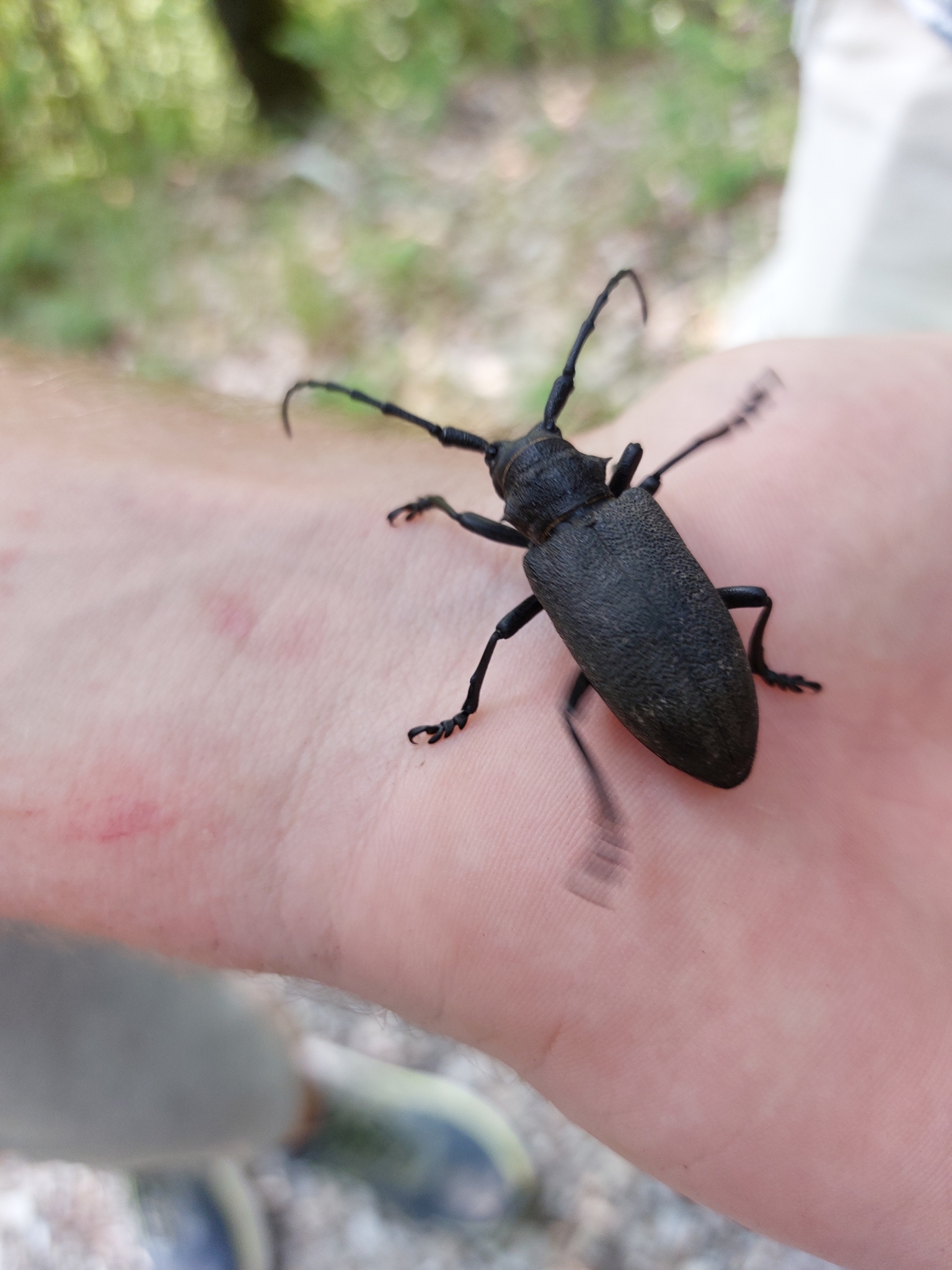 Lamia textor (Linnaeus, 1758)