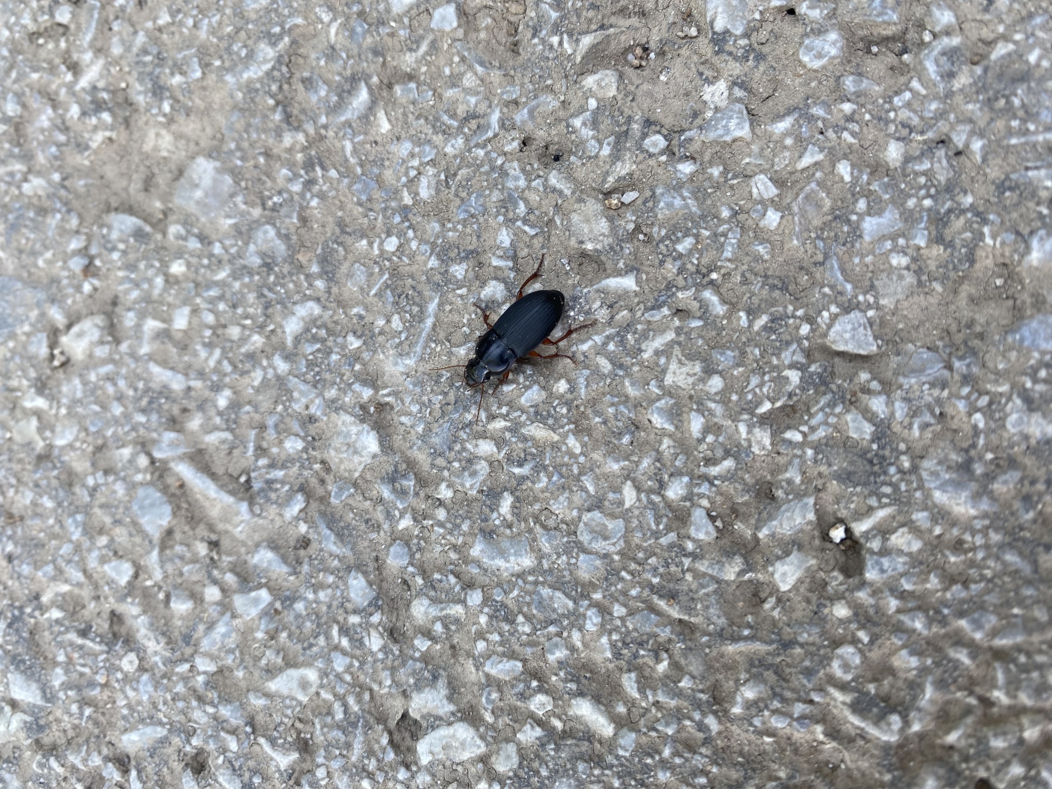 Harpalus rubripes (Duftschmid, 1812)