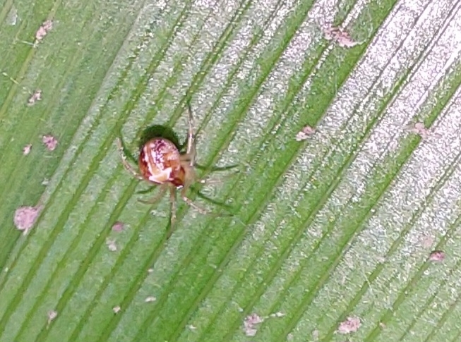 Simitidion simile (C.L.Koch, 1836)