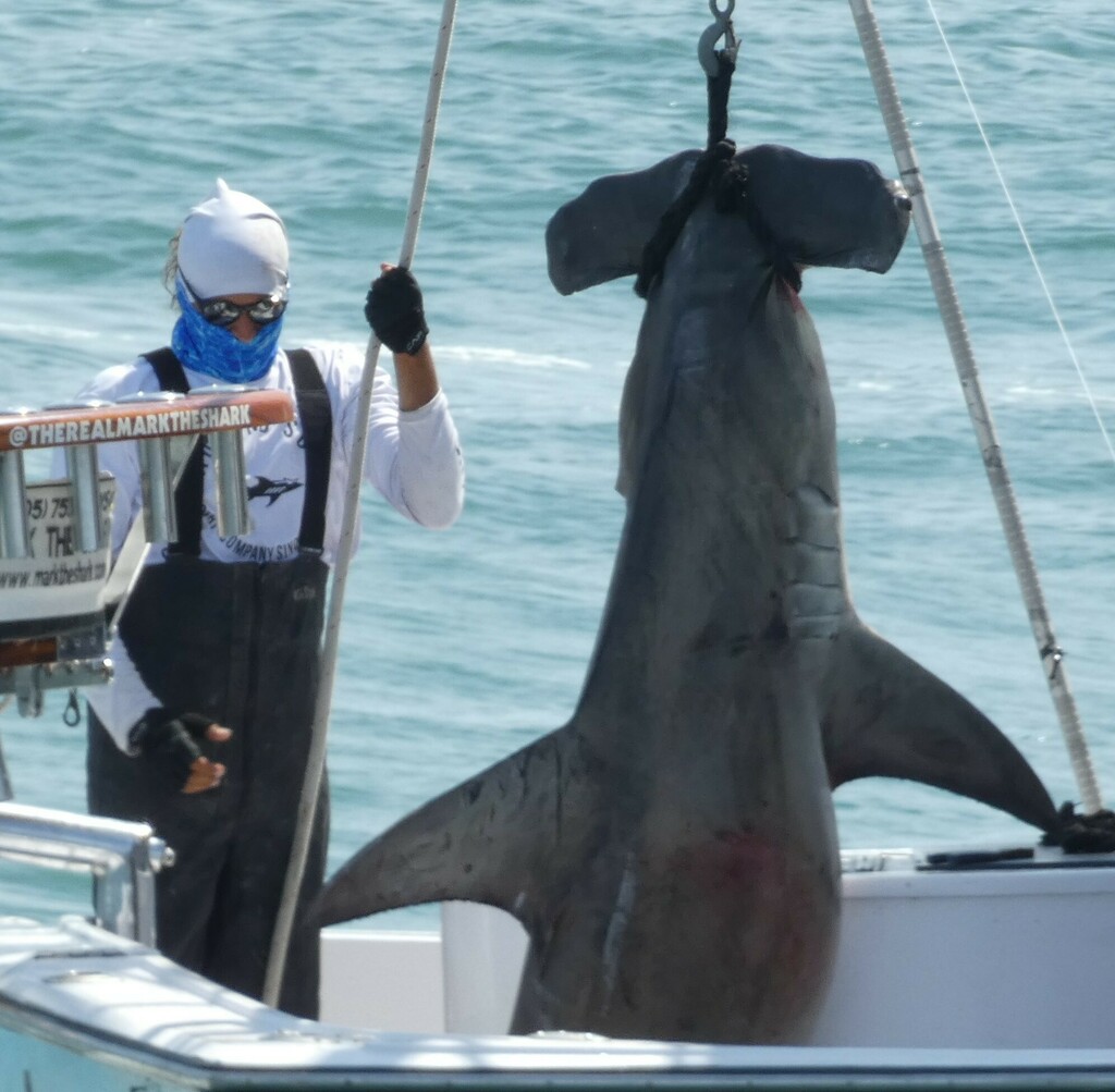Great Hammerhead in May 2023 by Ted Weber · iNaturalist