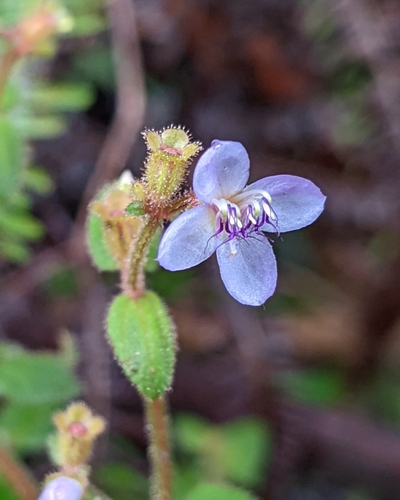 Appendicularia thymifolia · iNaturalist United Kingdom