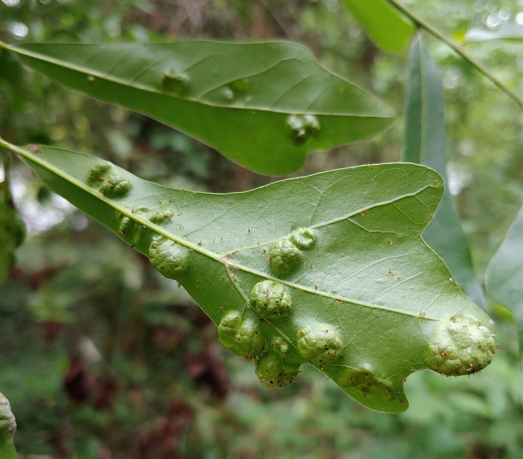 Oak Leaf Blister from Mountain Park, GA, USA on May 6, 2023 at 10:54 AM ...