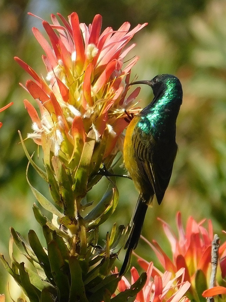 Orange-breasted Sunbird from Greyton Nature Reserve, South Africa on ...
