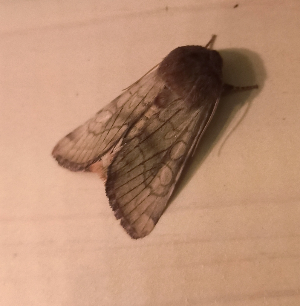 Sideridis lampra from Респ. Башкортостан, Россия, 452731 on May 06 ...