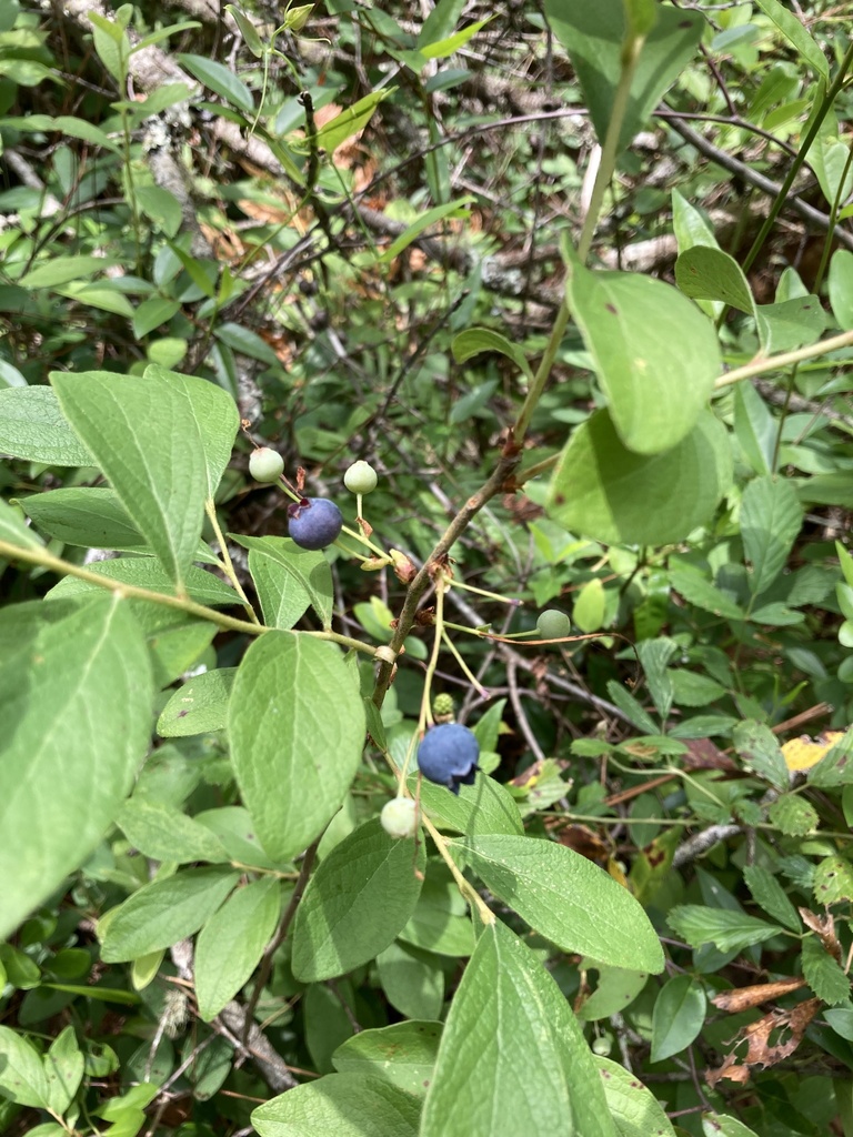 blue huckleberry from Alachua, FL, US on May 6, 2023 at 02:39 PM by ...