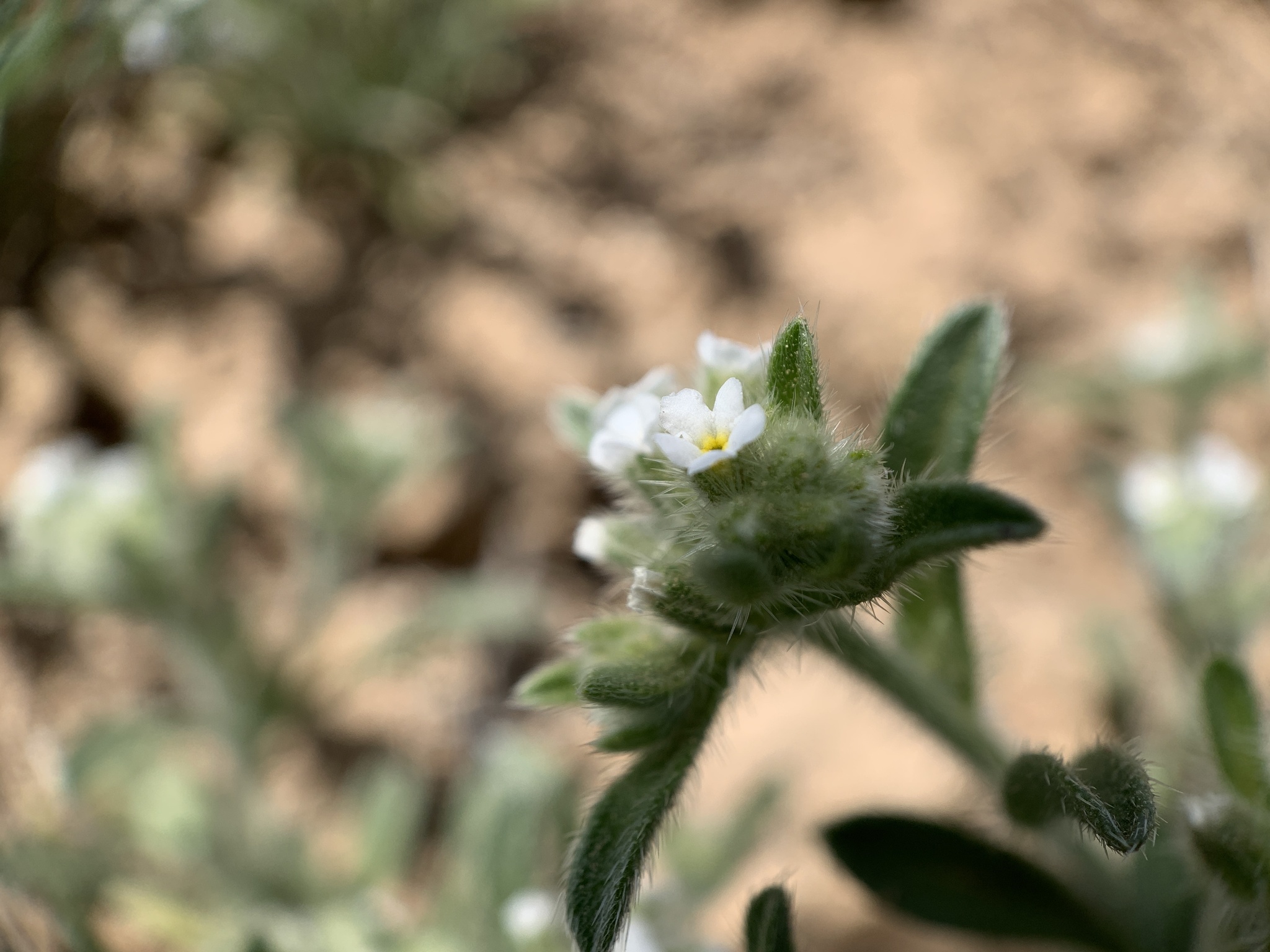Cryptantha crassisepala (Torr. & Gray) Greene