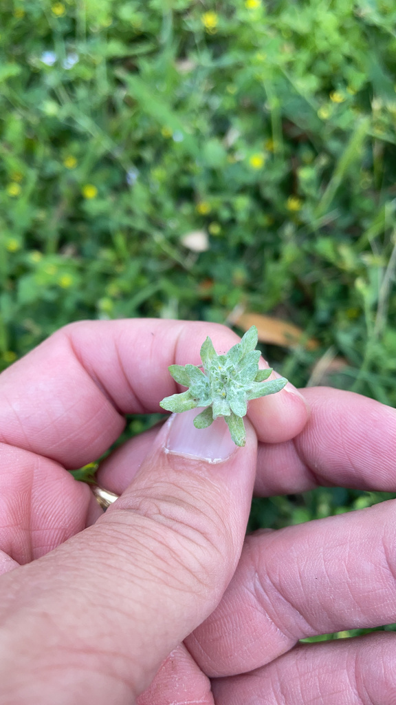 flathead rabbit tobacco from White Rock Trail, Dallas, TX, US on May 06 ...