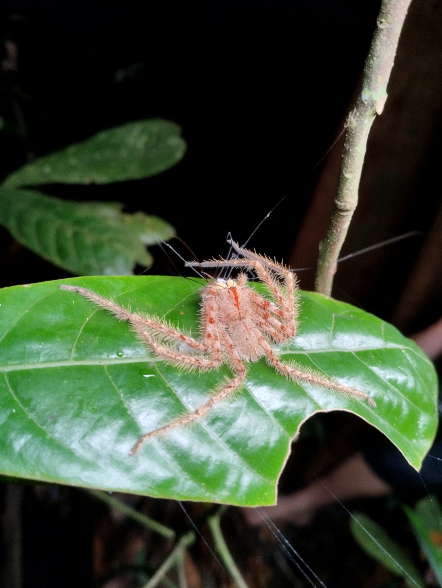 Heteropoda davidbowie Jäger, 2008