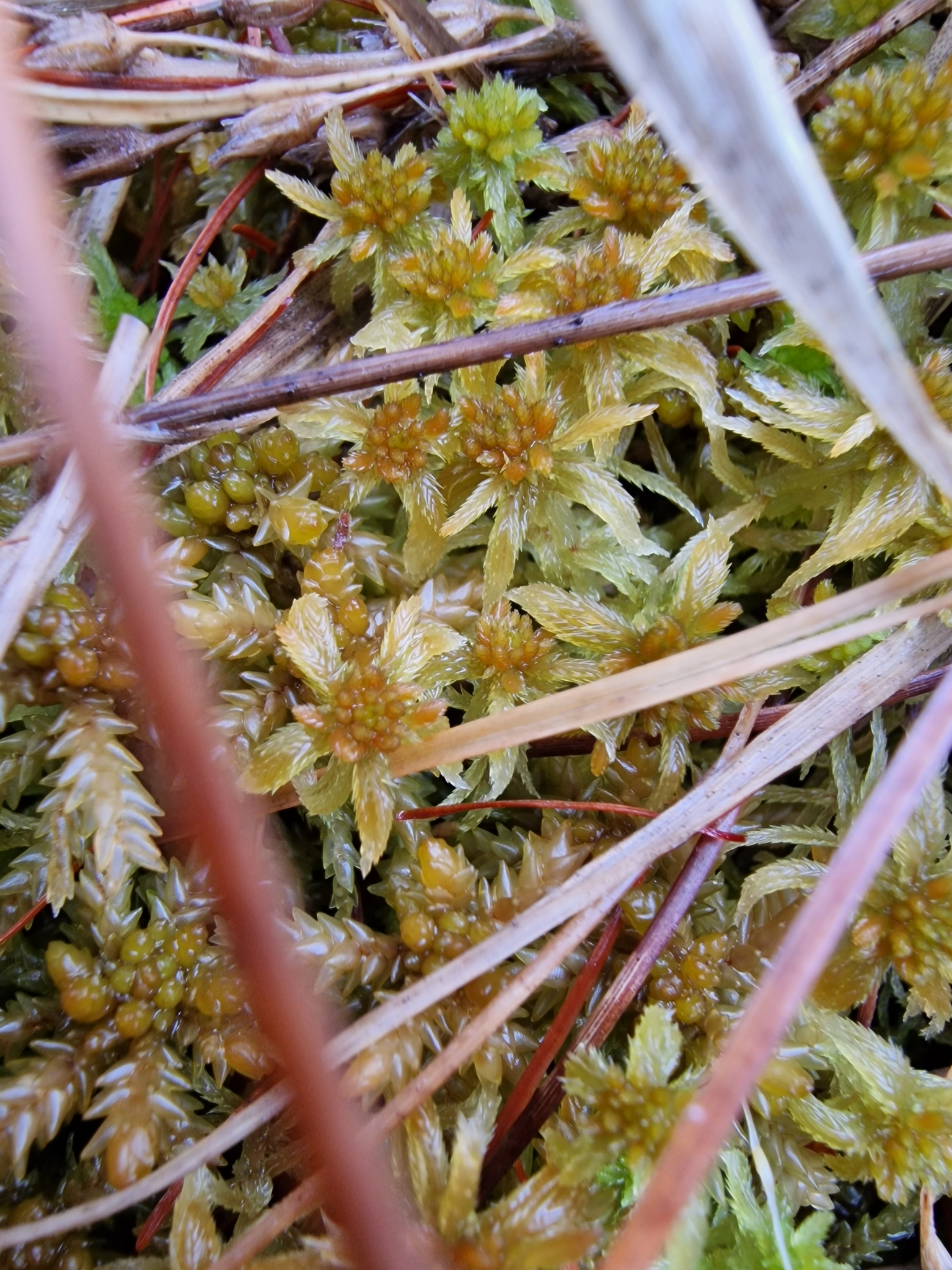 Sphagnum fallax Klinggräff, 1881