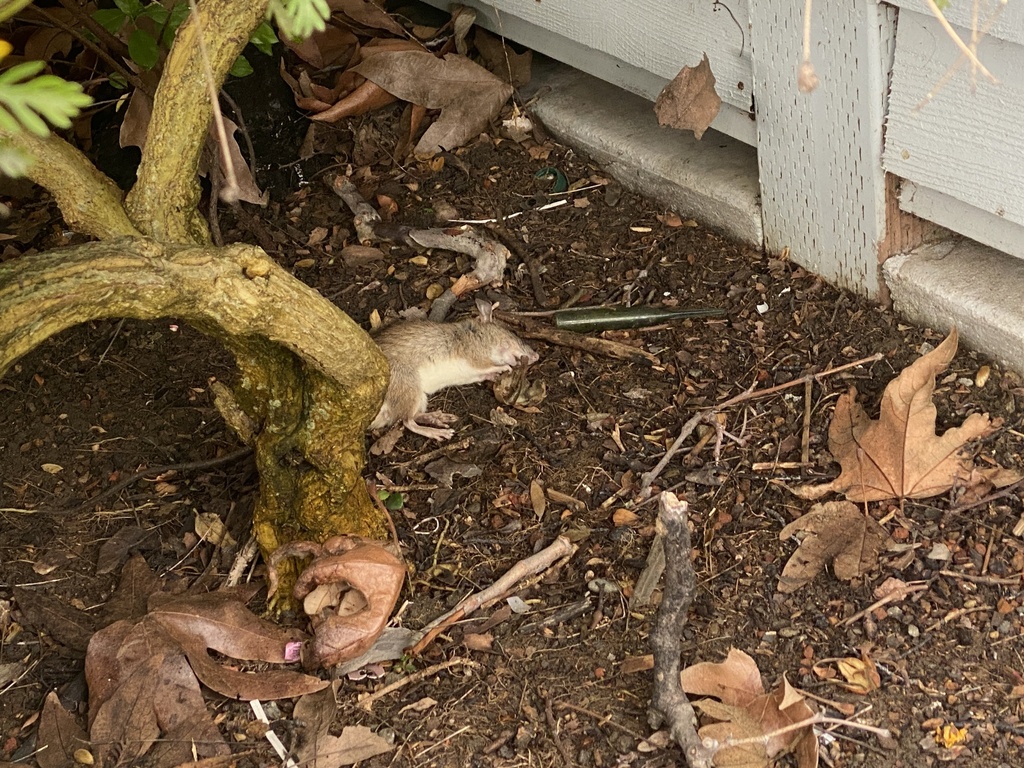 Old World Rats from Shoreline Park & Lake, Mountain View, CA, US on May ...
