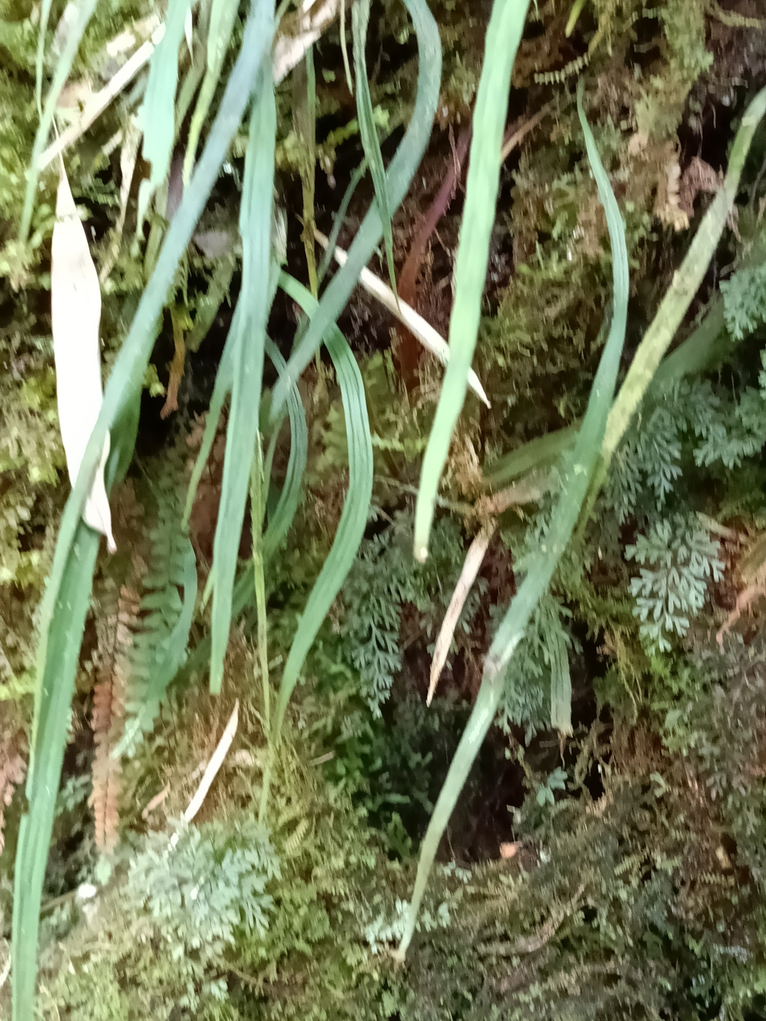 Asplenium fragrans Sw.