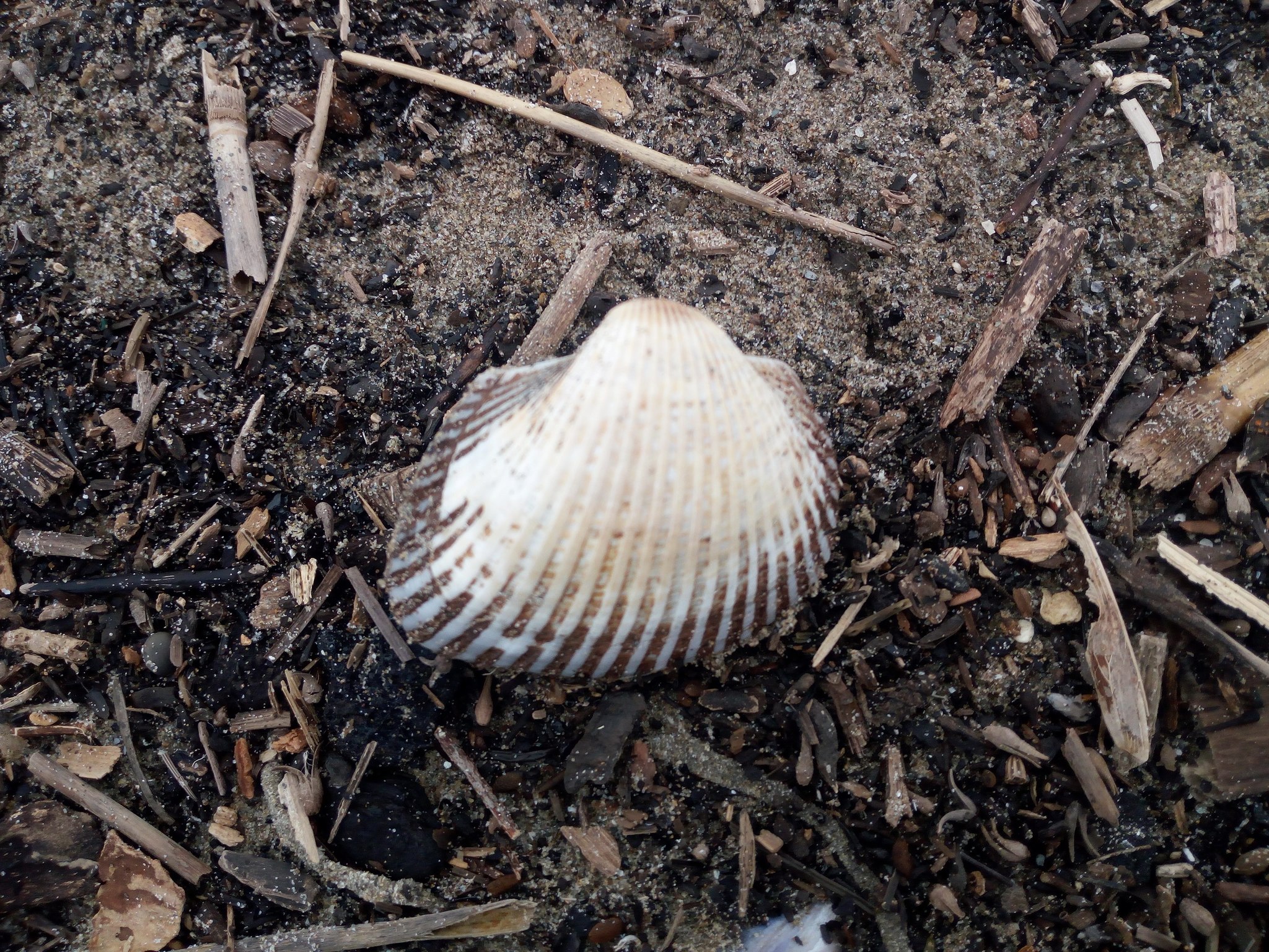 Anadara gibbosa (Reeve, 1844)