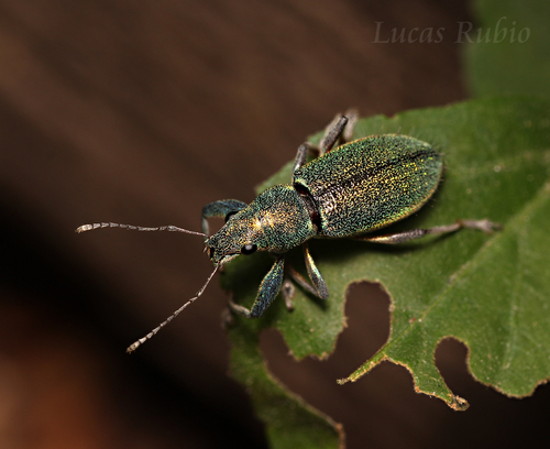 Naupactus auricinctus · iNaturalist Mexico