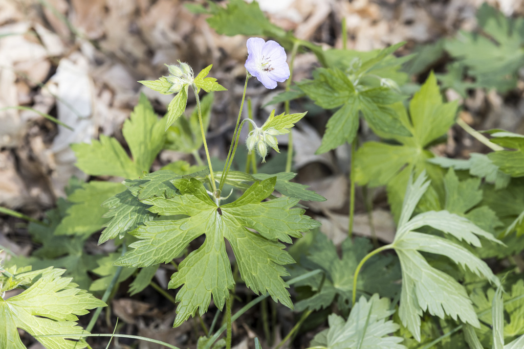 wild geranium from Dupage County, IL, USA on May 04, 2023 at 03:45 PM ...
