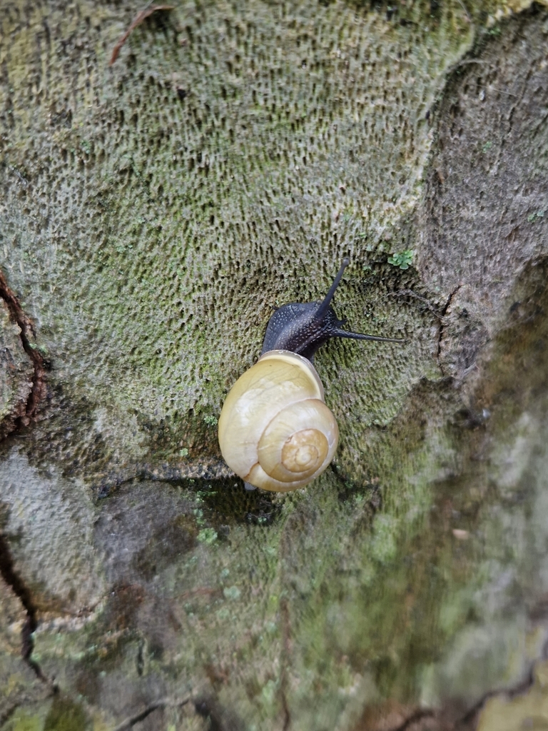 White-lipped Snail from Battersea Park, London SW11 4NJ, UK on May 6 ...