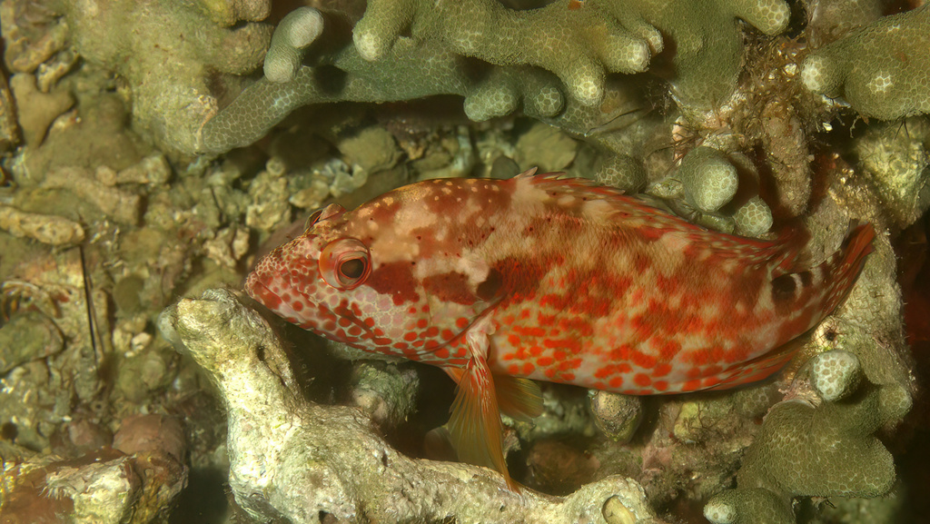 Cephalopholis leopardus (Lacepède, 1801)