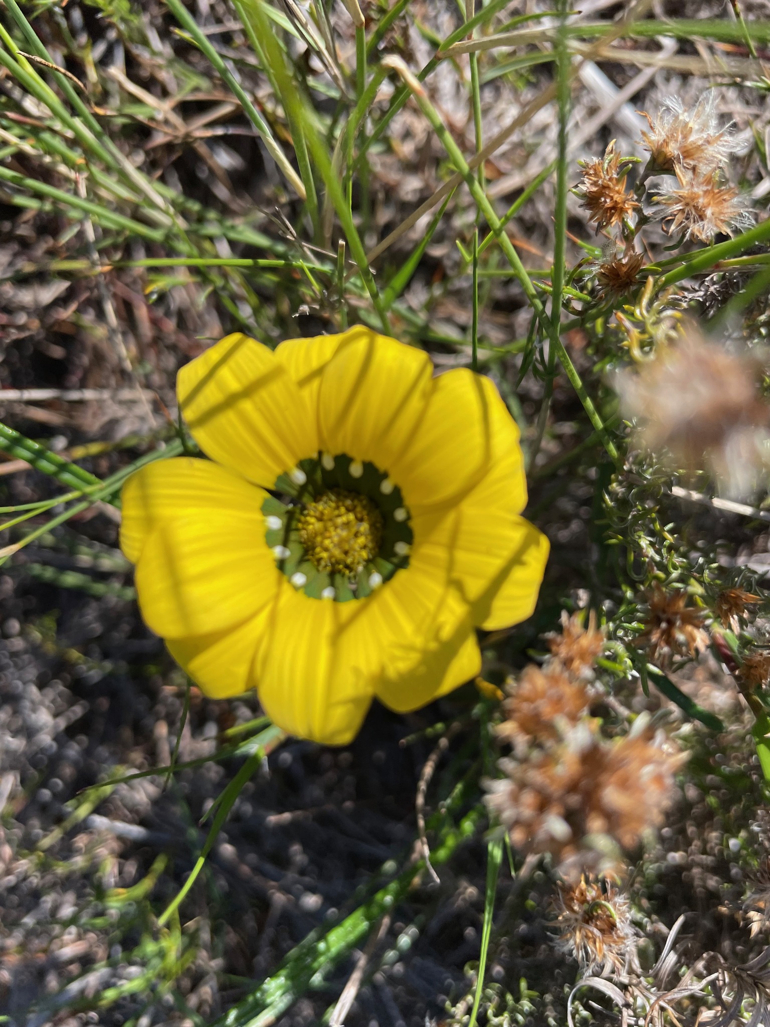 Gazania pectinata (Thunb.) Hartw.