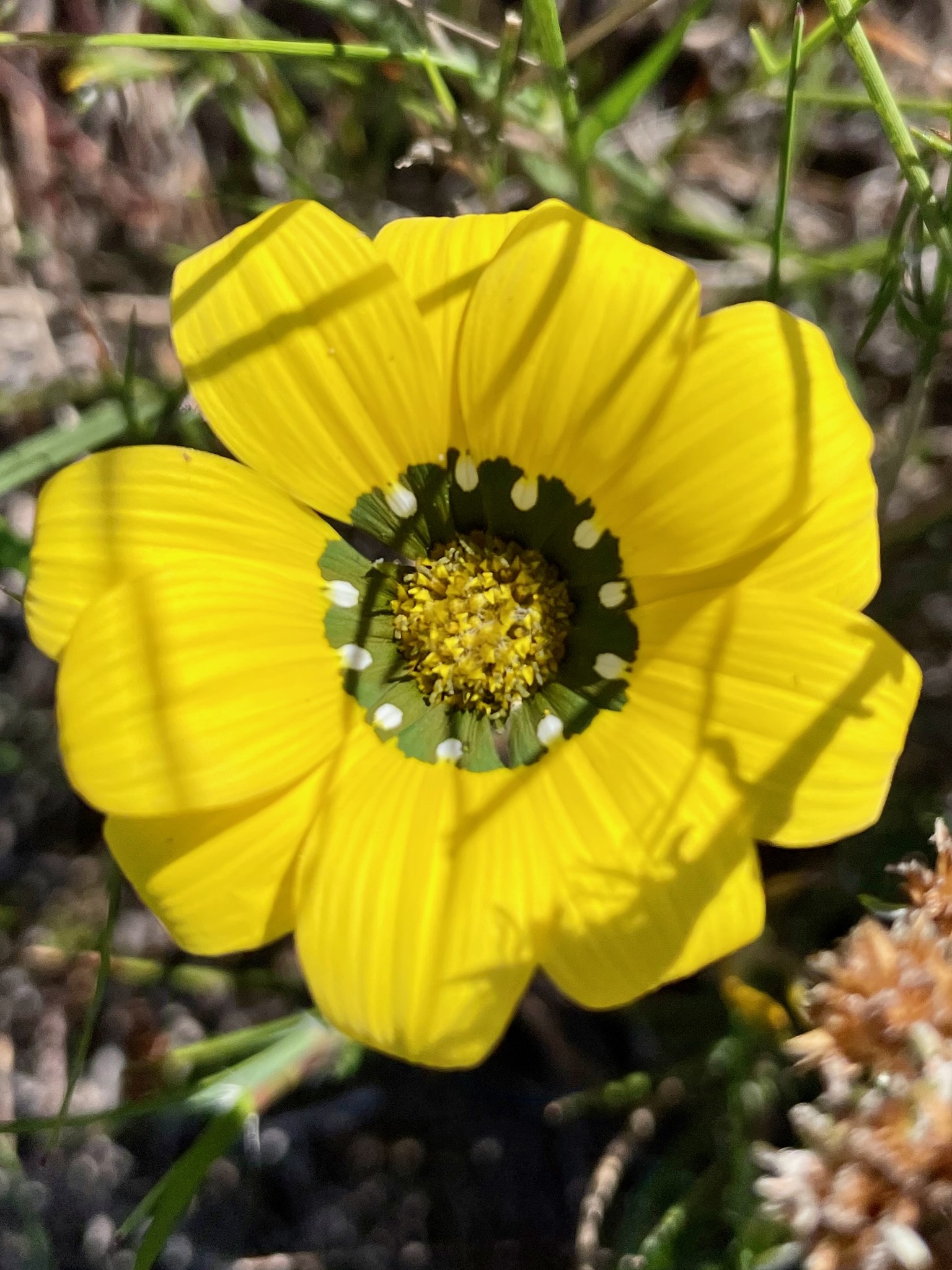 Gazania pectinata (Thunb.) Hartw.