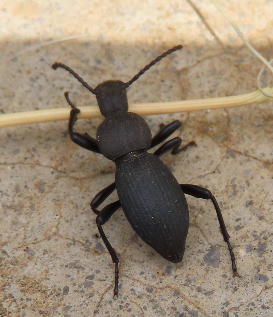 Tentyria from Peloponnese Region, Greece on May 06, 2023 at 01:58 PM by ...
