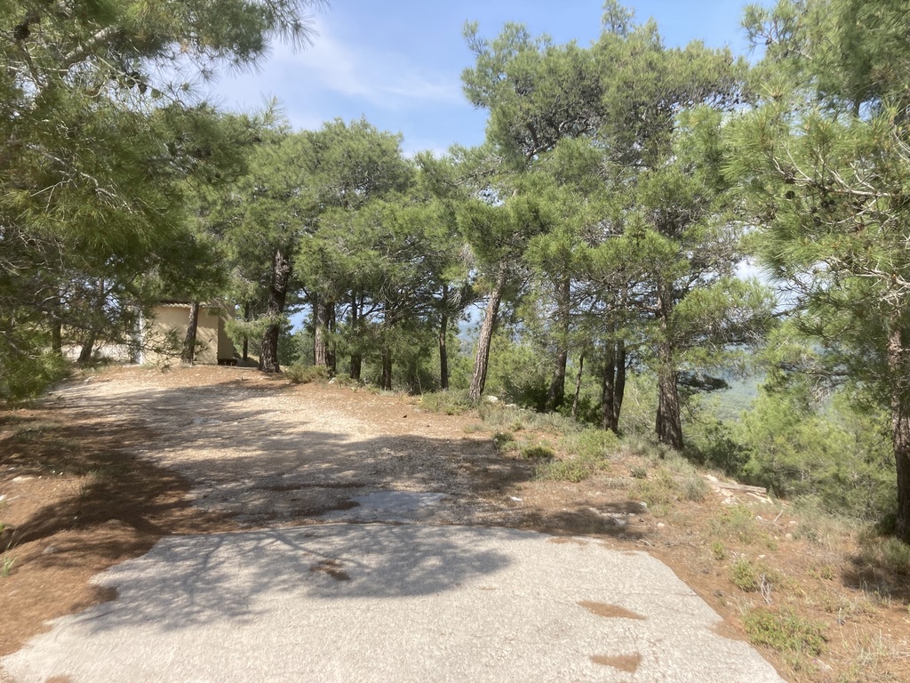 Turkish pine from Rhodos, Atavyros, South Aegean, GR on May 6, 2023 at ...