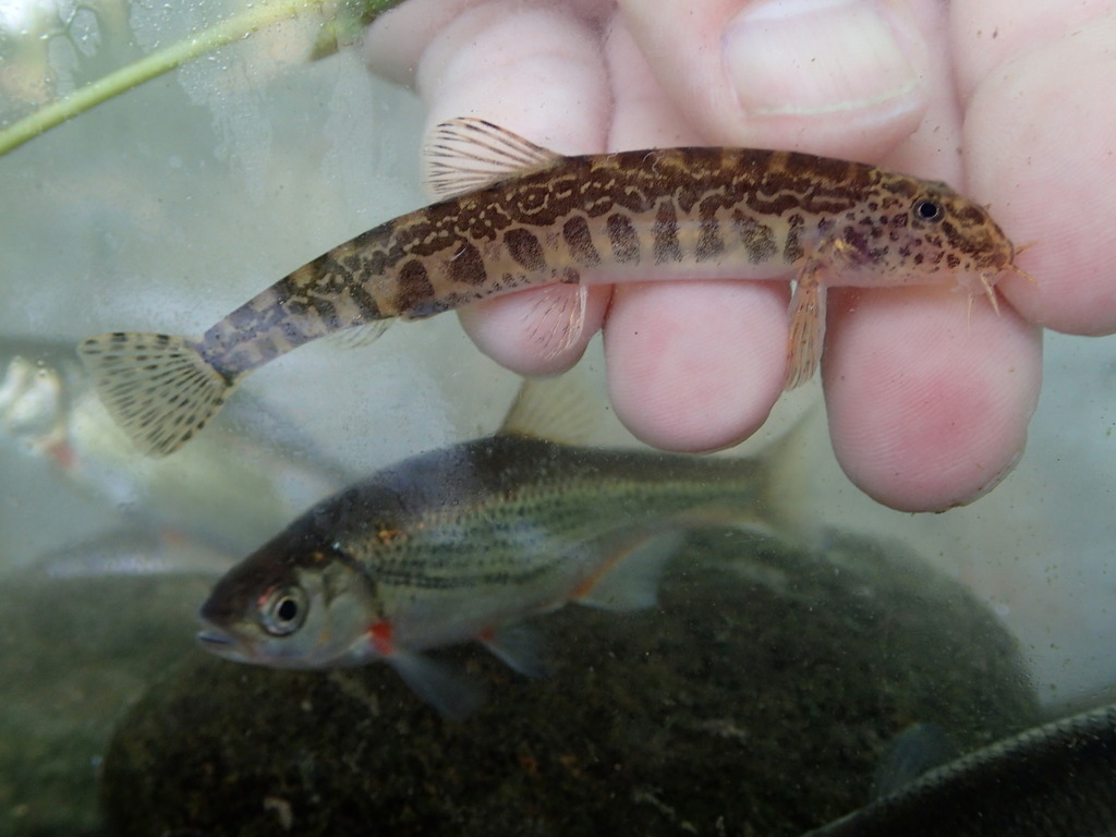 Balkan Golden Loach (Sabanejewia balcanica) - Marine Life Identification