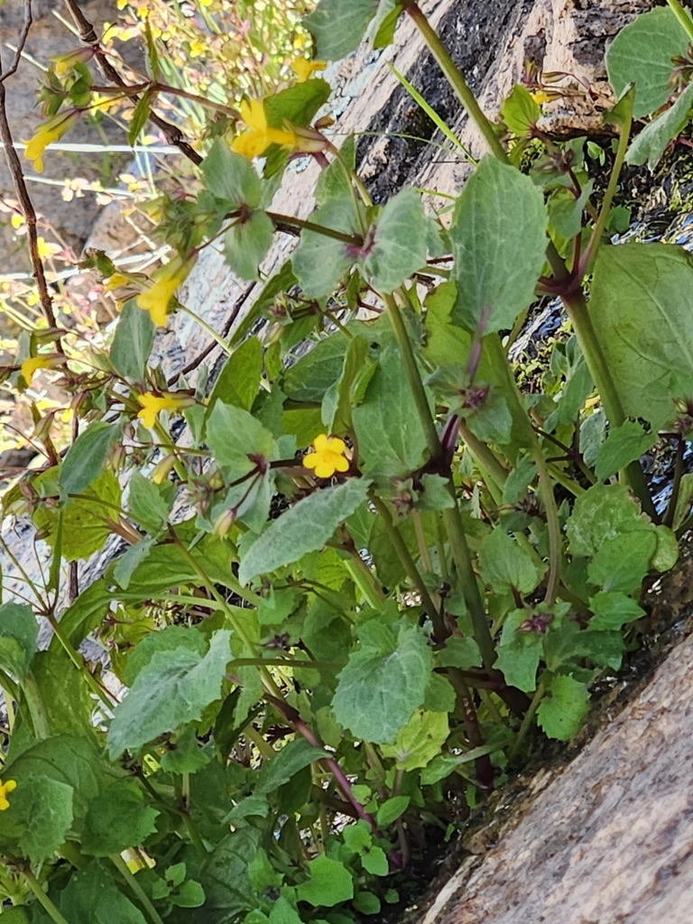 shy monkeyflower from Mt Lemmon, AZ 85619, USA on May 6, 2023 at 12:51 ...