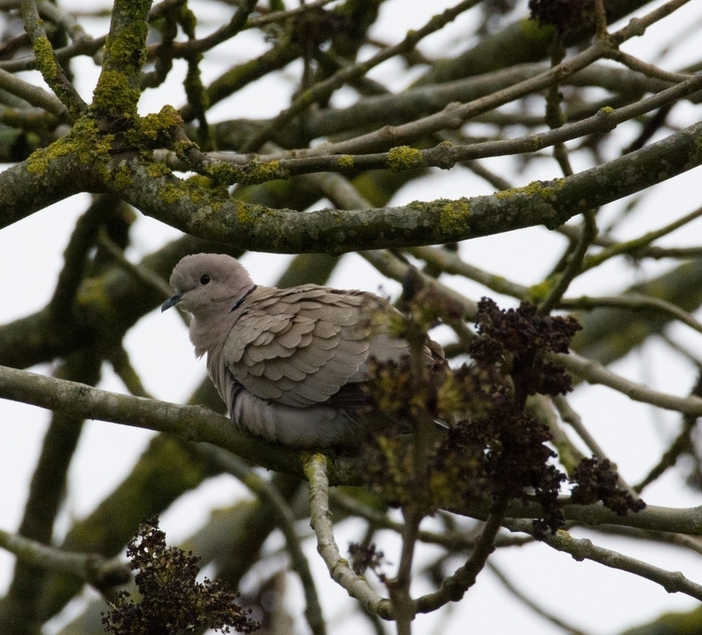 Eurasian Collared-Dove from Højer, 6280 Højer, Danmark on May 6, 2023 ...