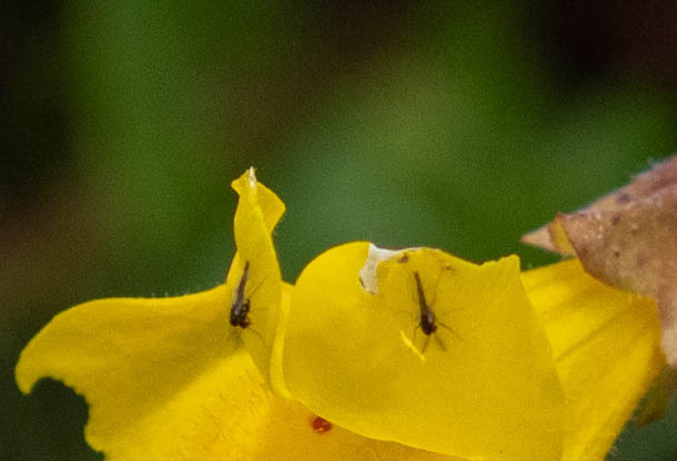 Cricotopus from Alameda County, CA, USA on May 5, 2023 at 01:40 PM by ...