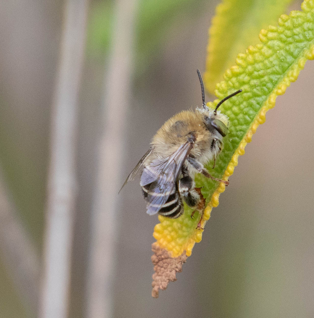 California Digger Bee from Alameda County, CA, USA on May 5, 2023 at 01 ...