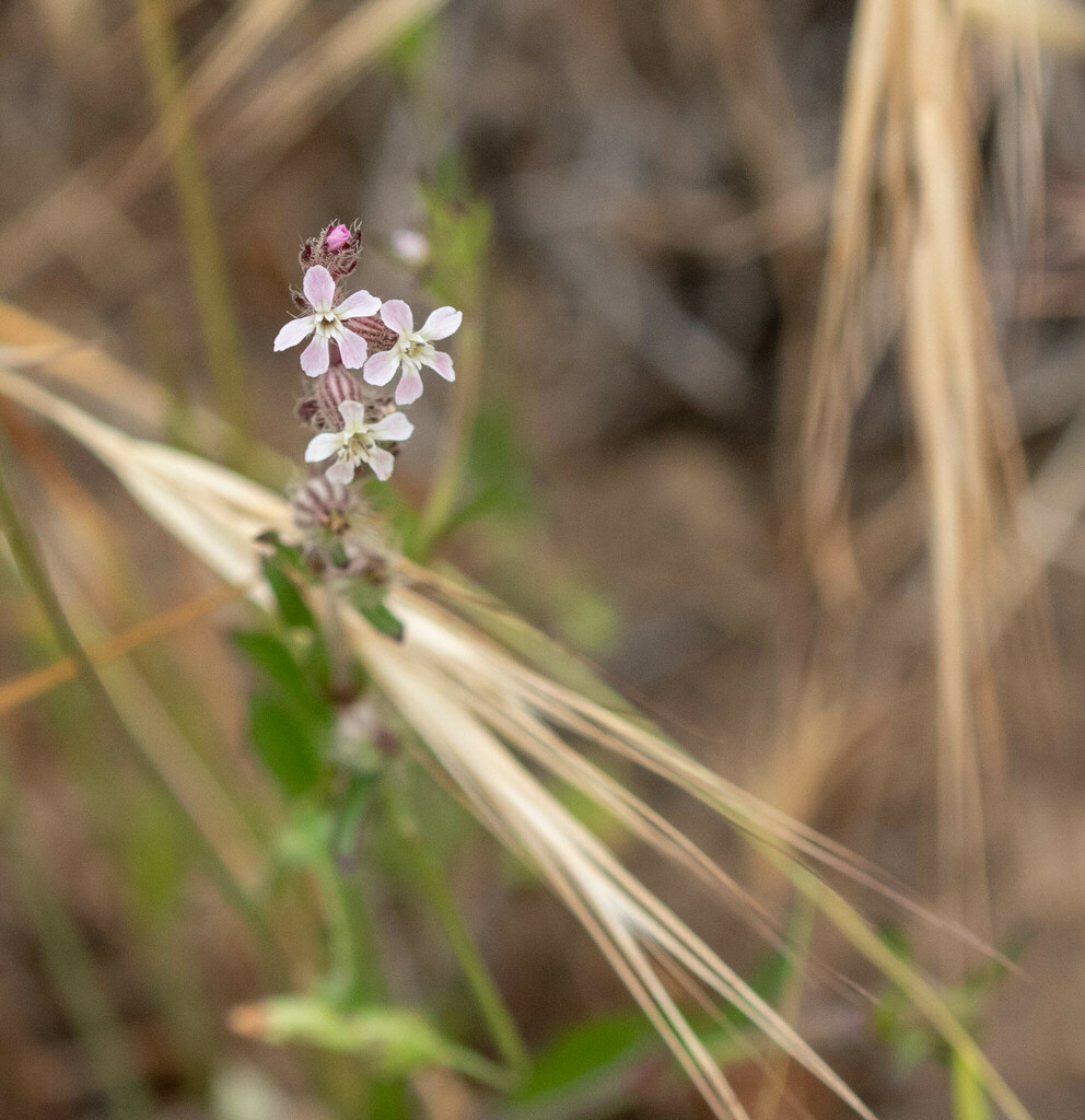 Small-flowered Catchfly from Alameda County, CA, USA on May 5, 2023 at ...