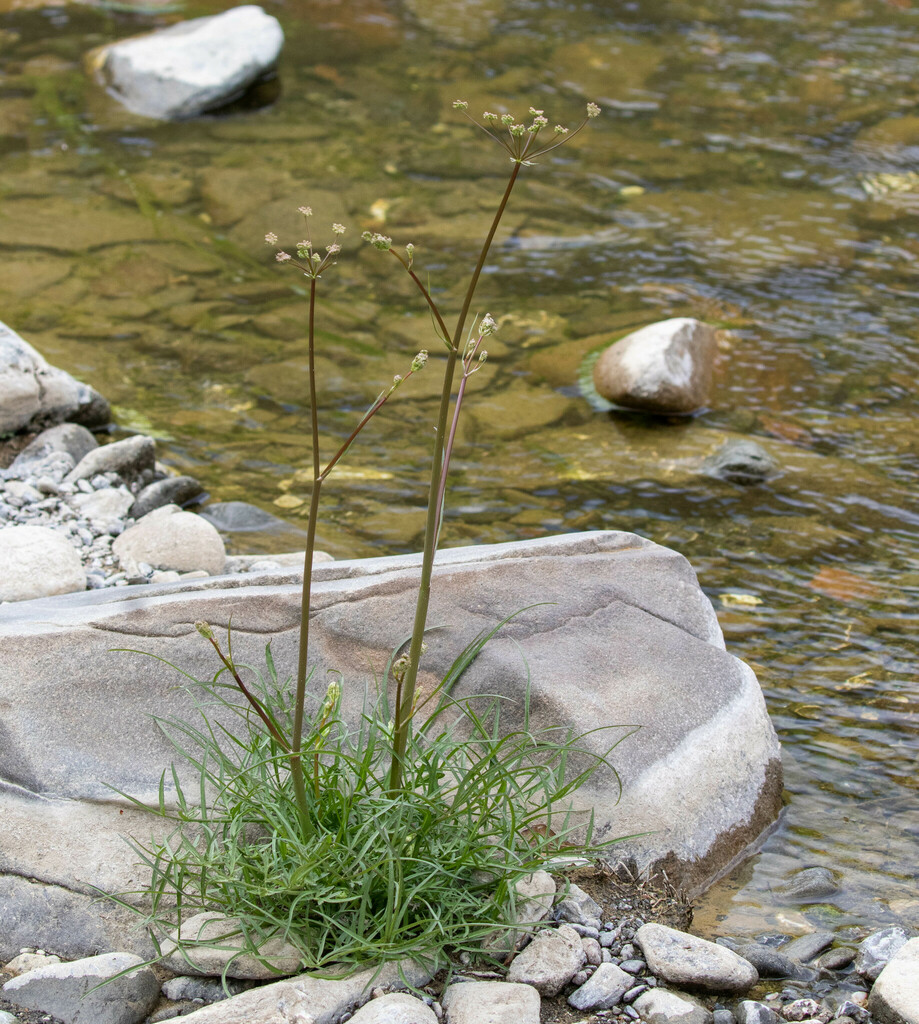 California yampah from Alameda County, CA, USA on May 05, 2023 at 03:12 ...