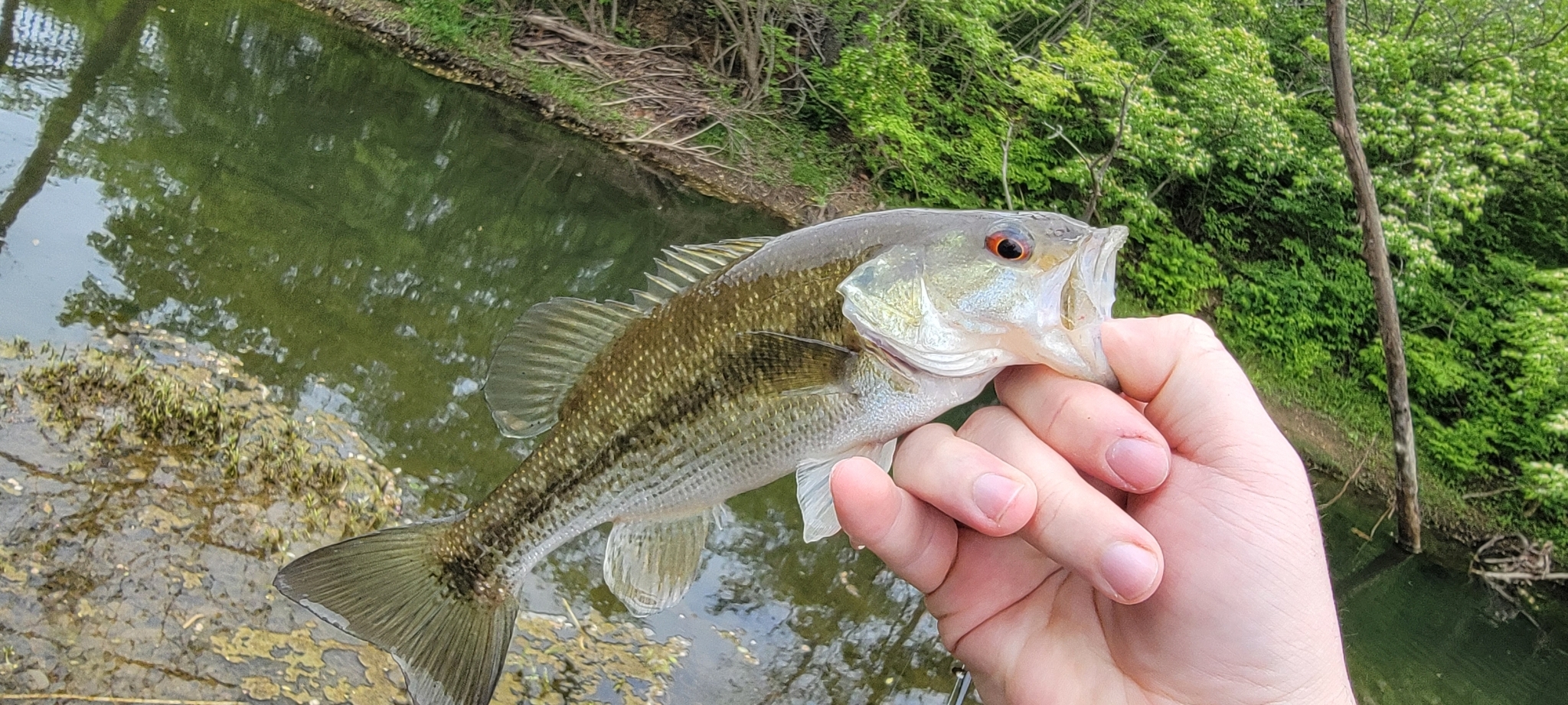 Micropterus punctulatus (Rafinesque, 1819)