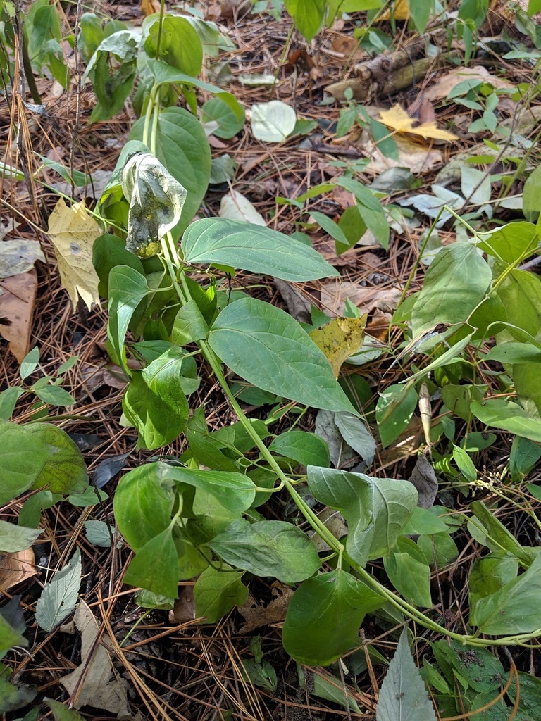 European swallow-wort from Waterloo Regional Municipality, ON, Canada ...