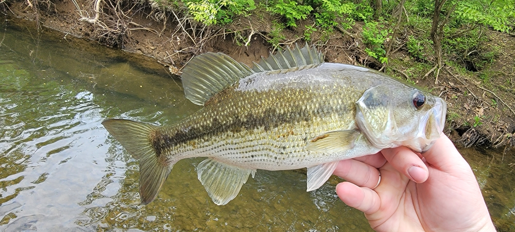 Micropterus punctulatus (Rafinesque, 1819)