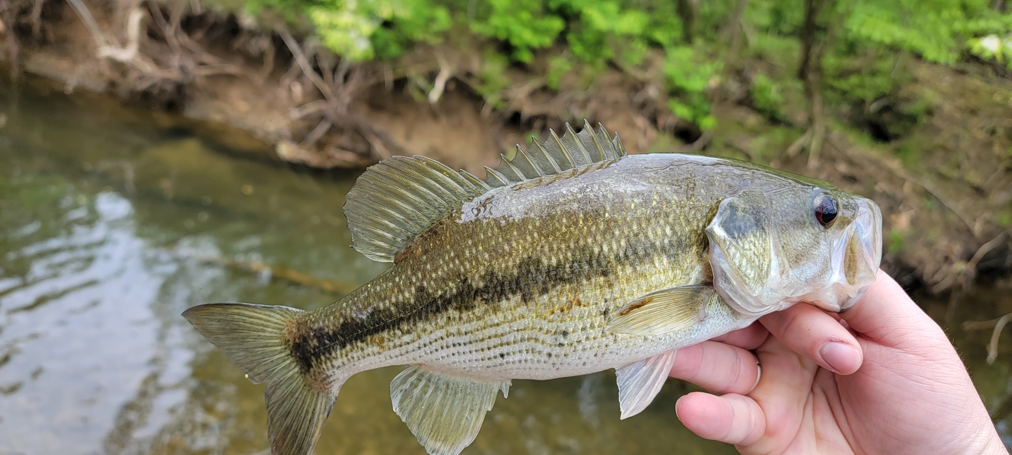 Micropterus punctulatus (Rafinesque, 1819)