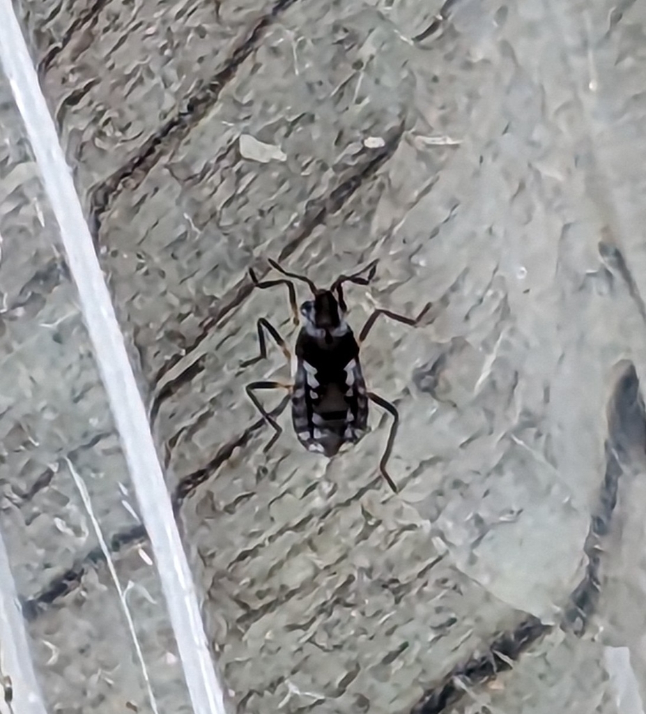 Microvelia buenoi from Pouce Coupe, BC V0C 2C0, Canada on May 6, 2023 ...