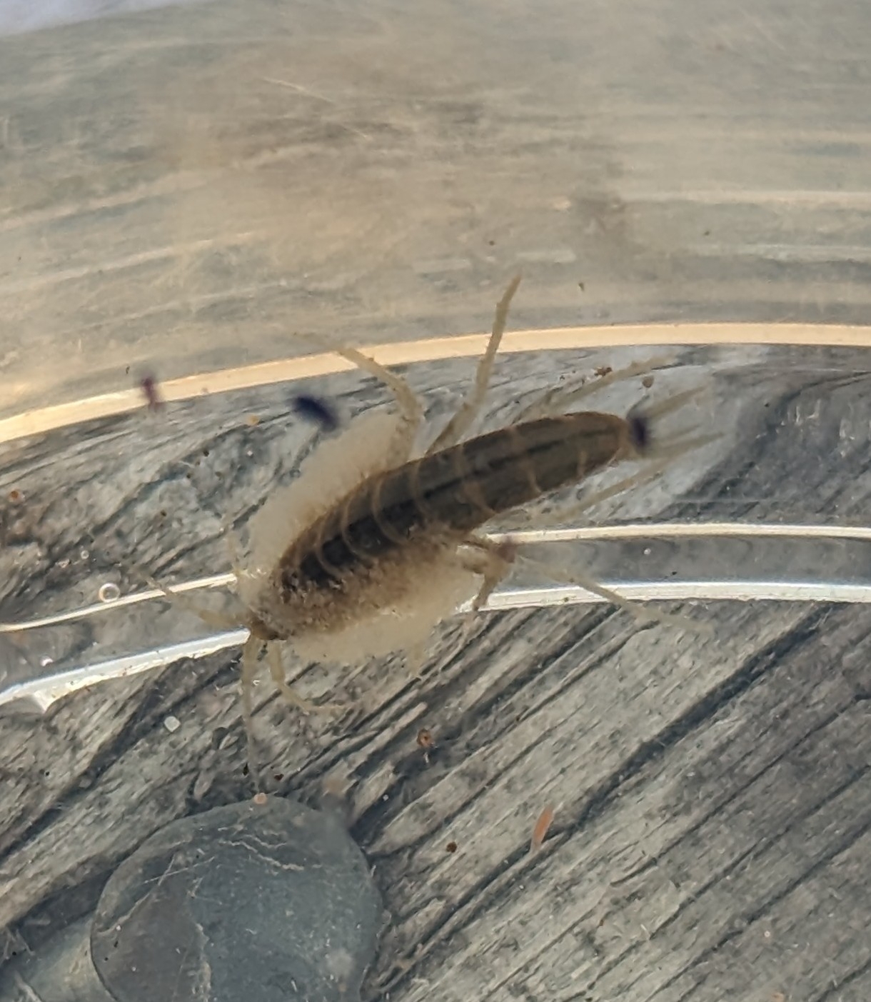 Gammarus lacustris G.O.Sars, 1863