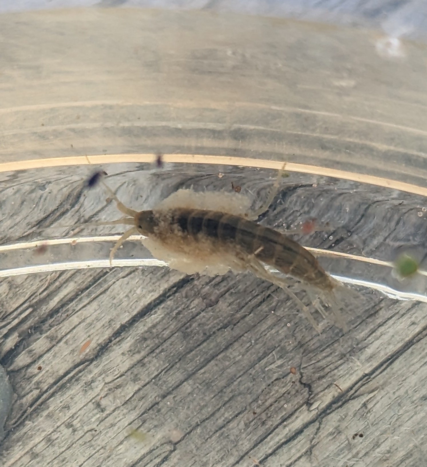 Gammarus lacustris G.O.Sars, 1863