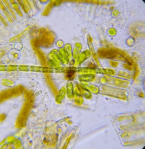 (Ophiocytium)