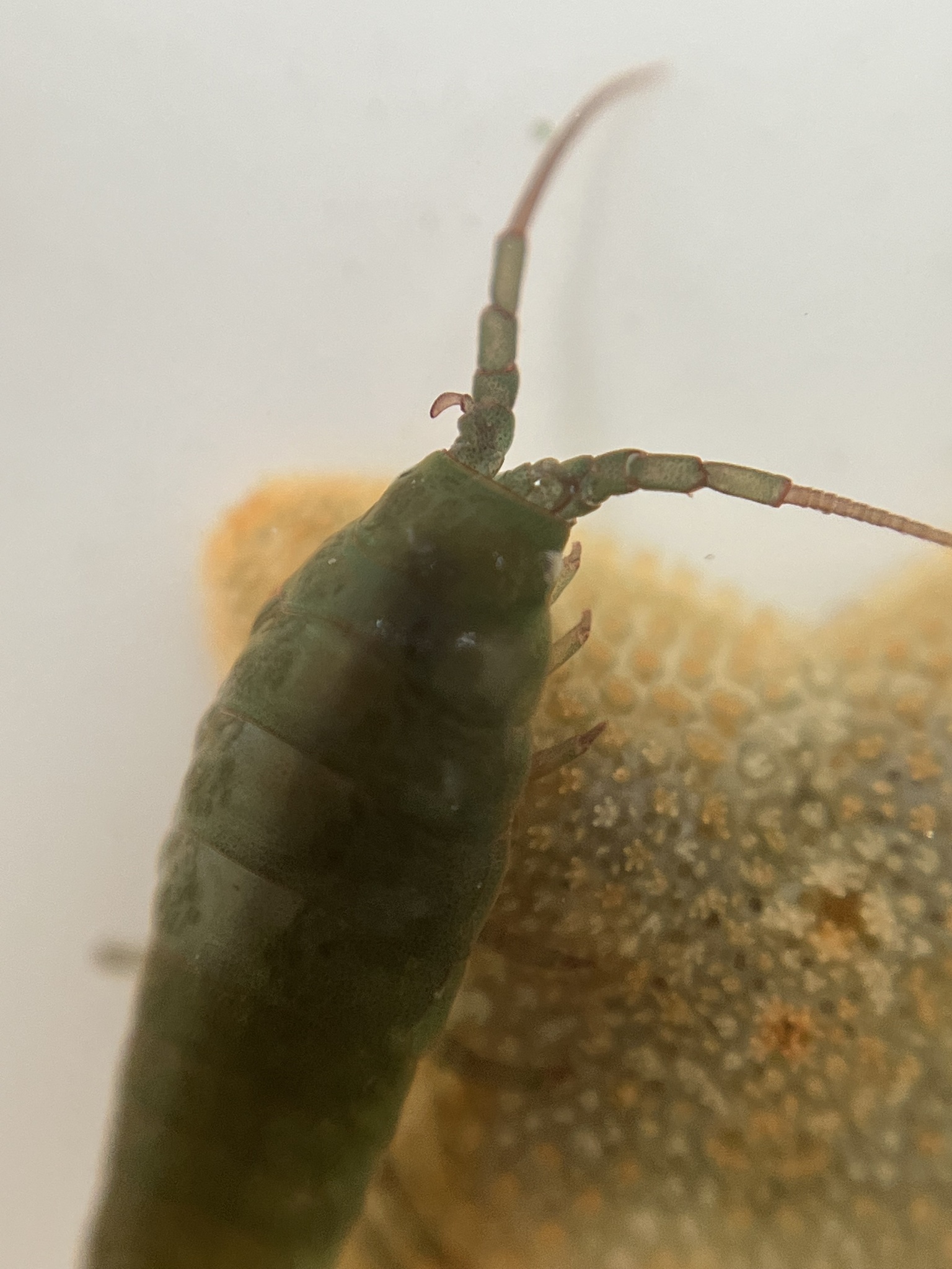 Idotea granulosa Rathke, 1843